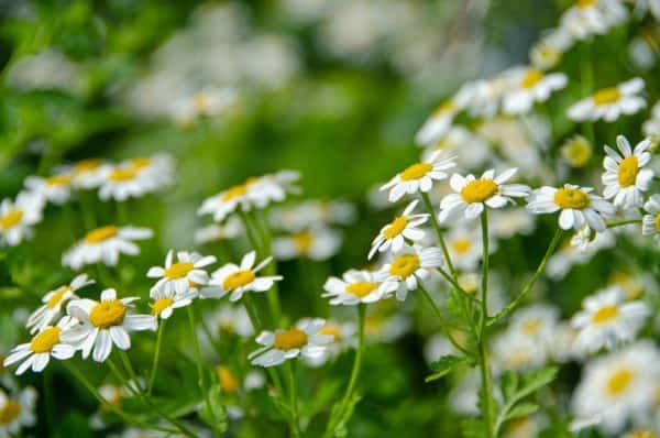 How to Grow Feverfew - Gardening Channel