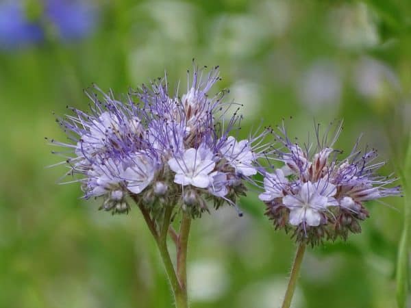 How to Grow American Pennyroyal (Hedeoma pulegiodes) - Gardening Channel