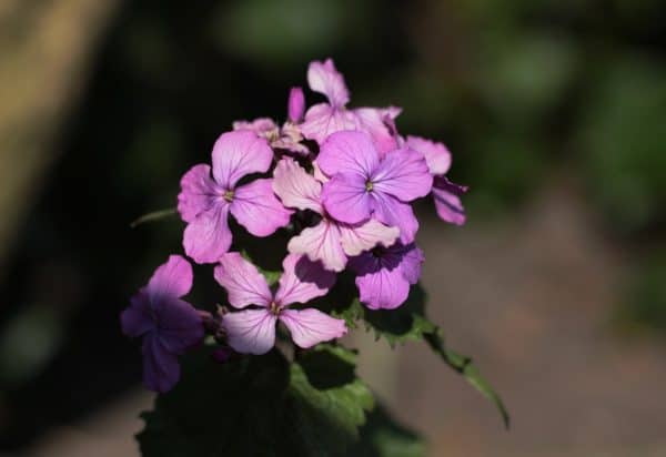 How to Grow Honesty Flowers (Lunaria annua) - Gardening Channel