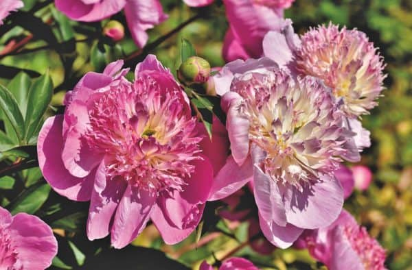 How To Support Peonies - Gardening Channel