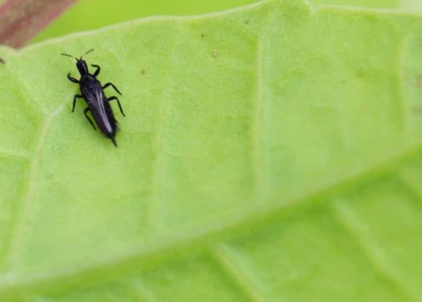 How to Fight Thrips - Gardening Channel