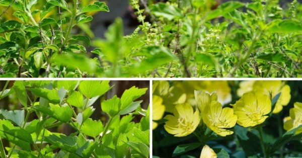 21 Unusual Herbs to Grow in Your Garden - Gardening Channel