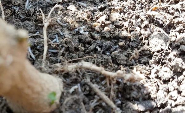 How to Fight Root Maggots - Gardening Channel
