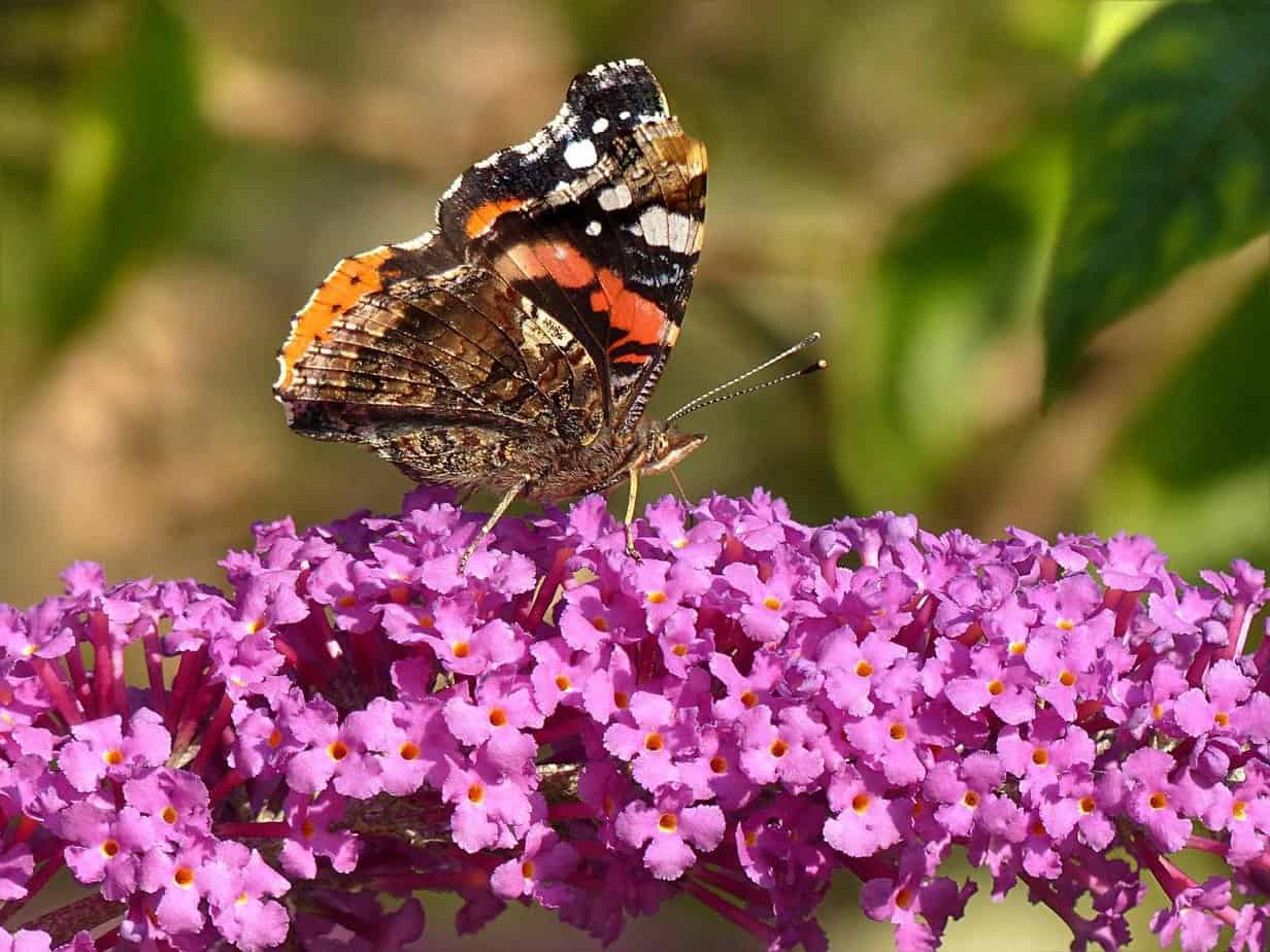 How to Grow Butterfly Bush (Buddleja davidii) - Gardening Channel
