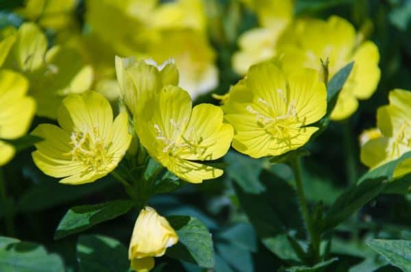 How to Grow Evening Primrose - Gardening Channel