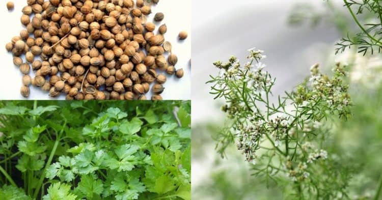 Cilantro vs. Coriander: What's the Difference? - Gardening Channel