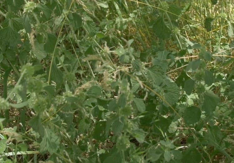 How to Grow Horehound Herb (Marrubium vulgare) - Gardening Channel