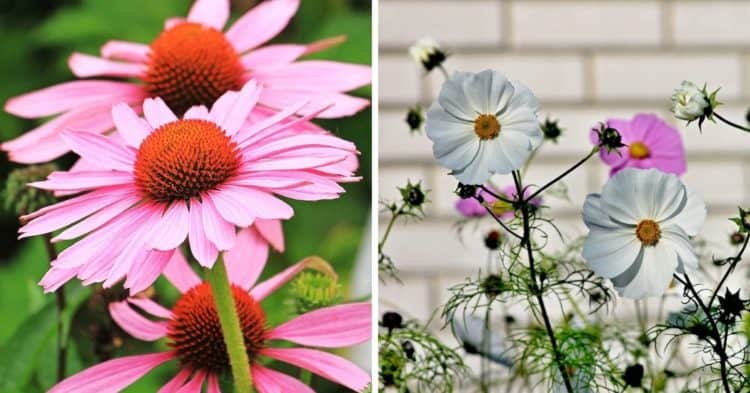 12 Easy Flowers for Beginner Gardeners - Gardening Channel