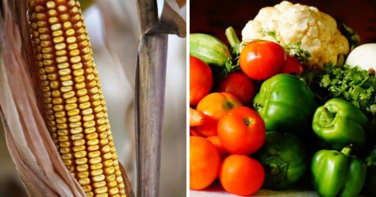 Vegetables vs. Grains, an Explanation - Gardening Channel