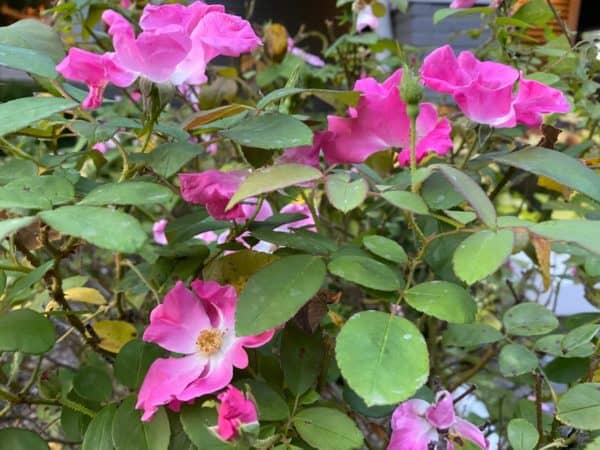 How to Grow Knockout Roses - Gardening Channel
