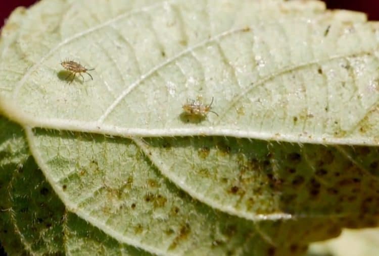 How to Fight Lace Bugs - Gardening Channel