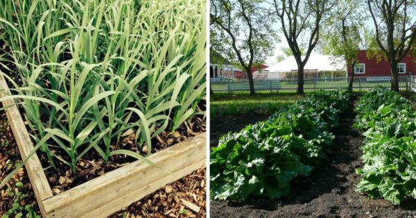 Raised Bed Gardens vs. Traditional In-Ground Gardens - How to Decide ...