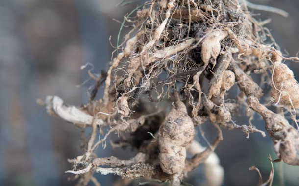 How to Fight Root Knot Nematodes (Meloidogyne incognita) - Gardening ...
