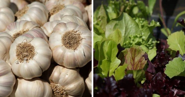 11 Vegetables that Grow in Shallow Containers - Gardening Channel