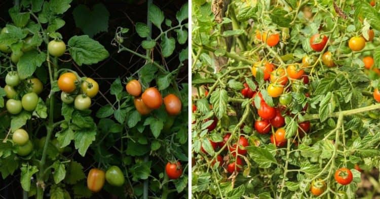 Determinate (Bush) vs. Indeterminate (Vine) Tomatoes, Explained ...