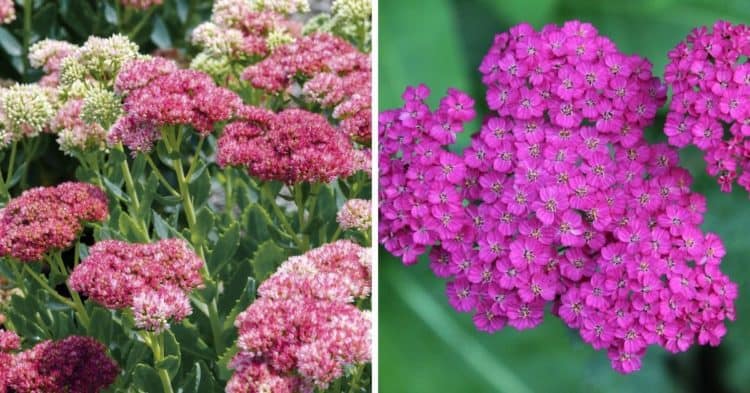 Top 17 Hardy and Cold Tolerant Perennial Flowers - Gardening Channel