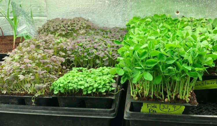 8 Best Plants to Grow as Microgreens - Gardening Channel