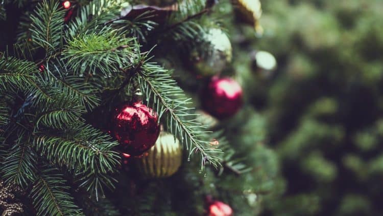 Is it normal for Christmas trees to lose needles? - Gardening Channel