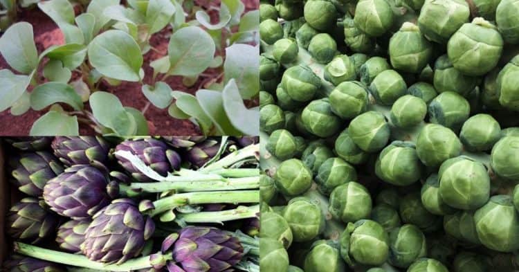 32 Top Vegetables to Grow in Winter Season - Gardening Channel