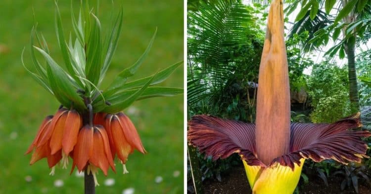 These 6 Stinky Plants Really Smell! - Gardening Channel