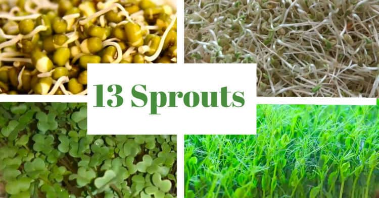 13 Best Seeds for Sprouting - Gardening Channel