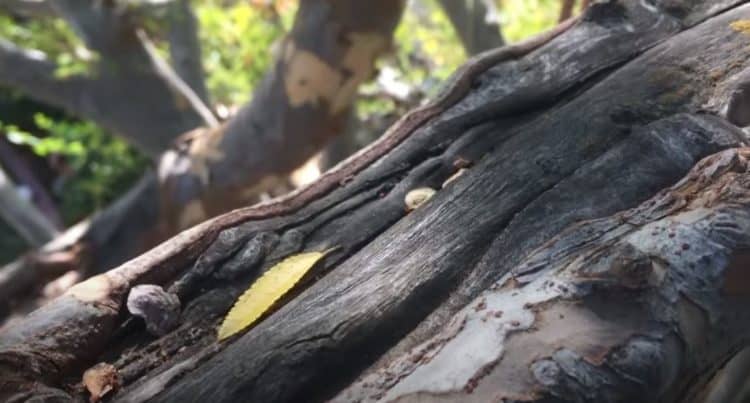 How to Fight Winter Sunscald in Trees - Gardening Channel