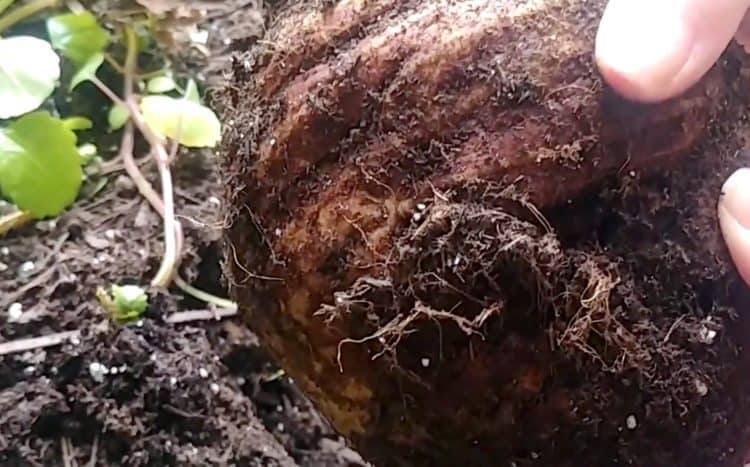 How to Fight Bulb Rot - Gardening Channel