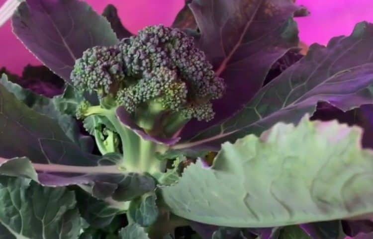 Can I grow broccoli indoors? - Gardening Channel