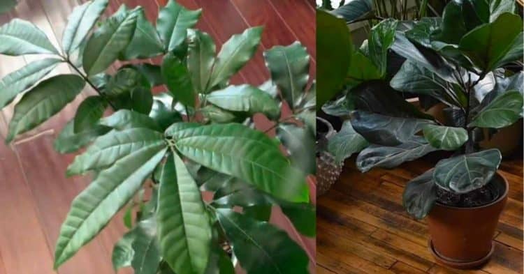 8 Best Trees You Can Grow Indoors as Plants - Gardening Channel