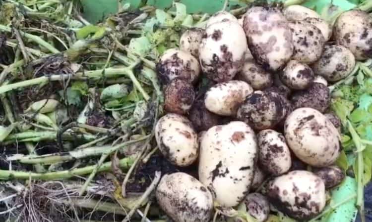 How to Fight Potato Scab Disease - Gardening Channel