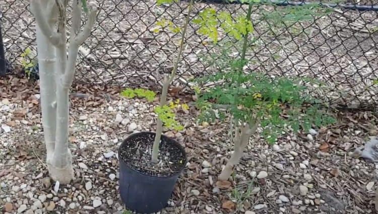 Growing a Moringa Tree in Your Backyard - Gardening Channel