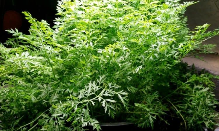 How to Grow Carrots Indoors - Gardening Channel