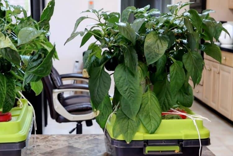 12 Vegetables You Can Grow In Water - Gardening Channel