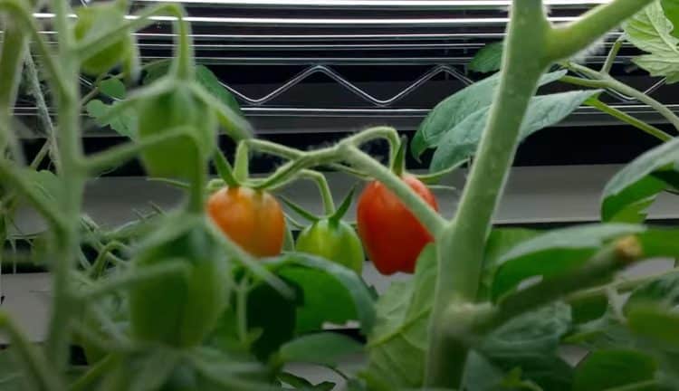How to Grow Tomatoes Indoors - Step by Step - Gardening Channel