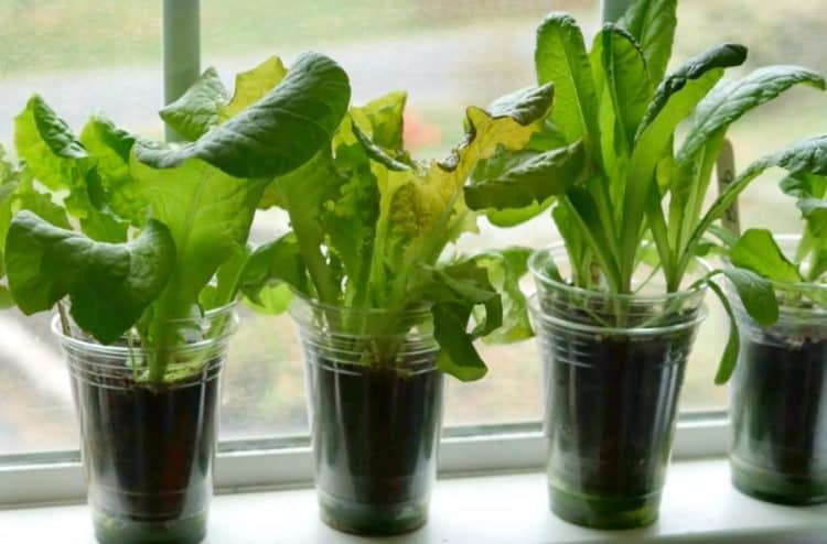 Grow Lettuce Indoors for Beginners the Easy Way - Gardening Channel