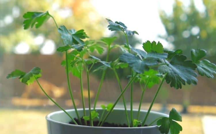 Growing Parsley Indoors is Easy - Gardening Channel