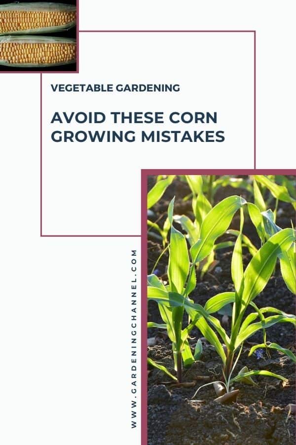 9 Corn Growing Mistakes To Avoid For Home Gardeners Gardening Channel