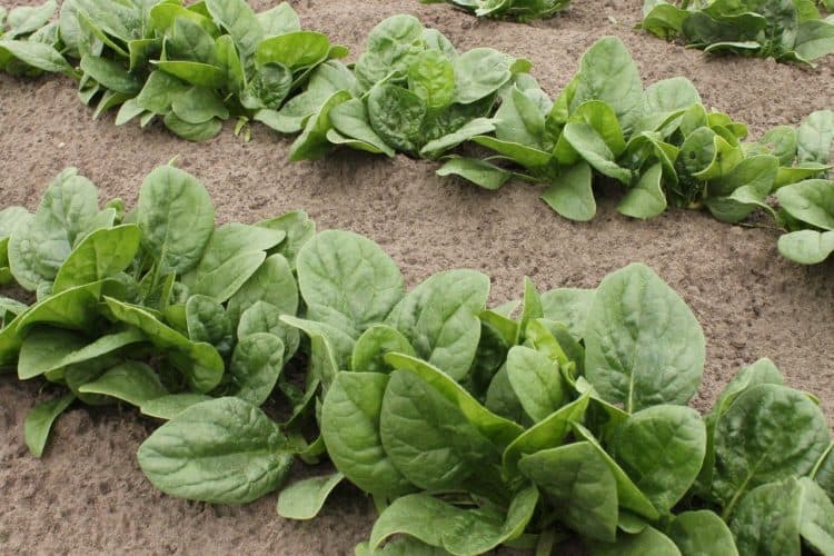10 Common Spinach Growing Mistakes and Solutions - Gardening Channel