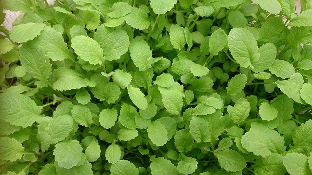 What are the different varieties of mustard plants? - Gardening Channel