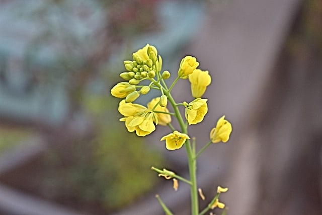 Yellow Mustard Plant