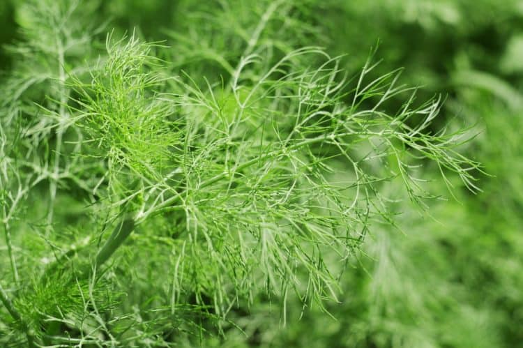 9 Top Dill Growing Tips for Garden Success - Gardening Channel