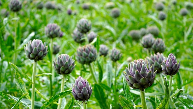 Common Questions and Answers About How to Grow Artichokes - Gardening ...