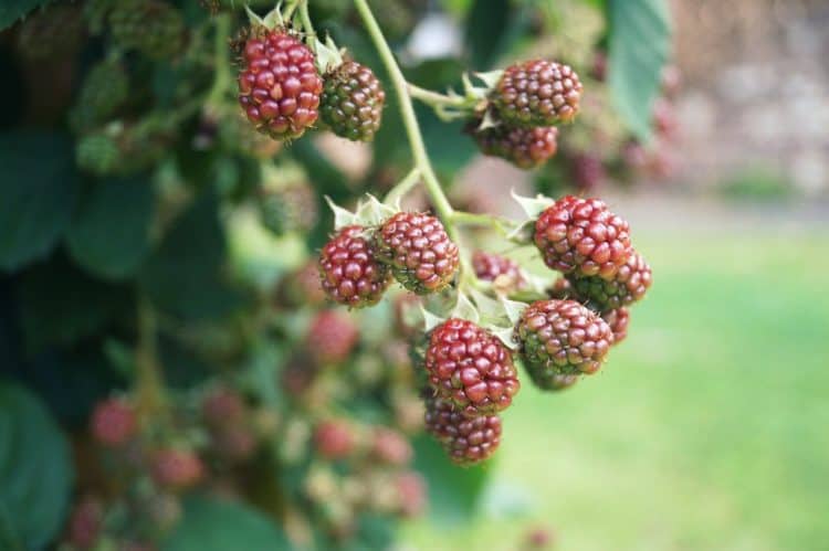 12 Easiest Fruits to Grow in a Home Garden - Gardening Channel