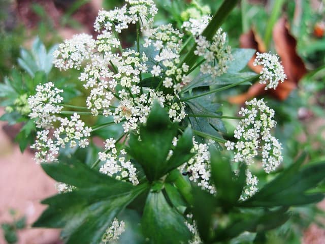 Celery Plant Flower