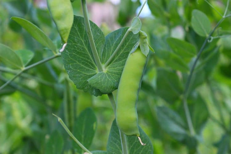 8 Pea Growing Mistakes to Avoid in the Garden - Gardening Channel