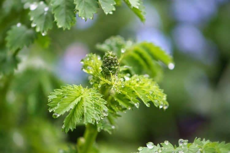 How to Grow Salad Burnet Herb - Gardening Channel