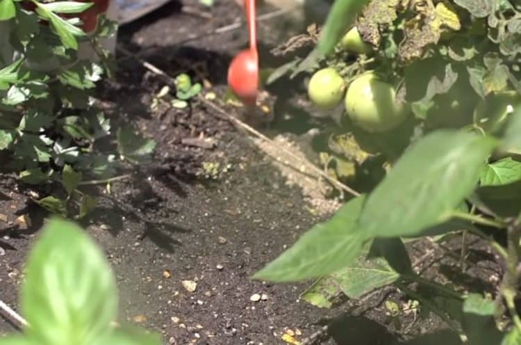 Fertilizer Side Dressing the Vegetable Garden, Fully Explained ...