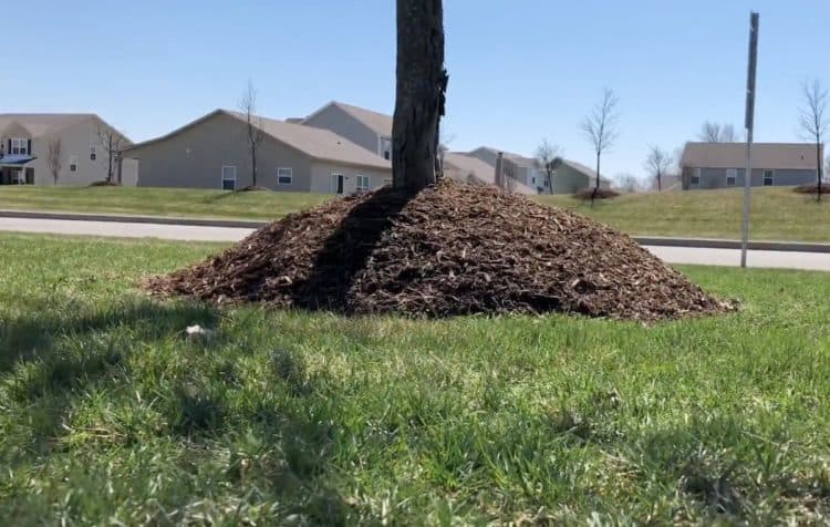 Volcano Mulching: A Good Way to Harm Your Trees - Gardening Channel