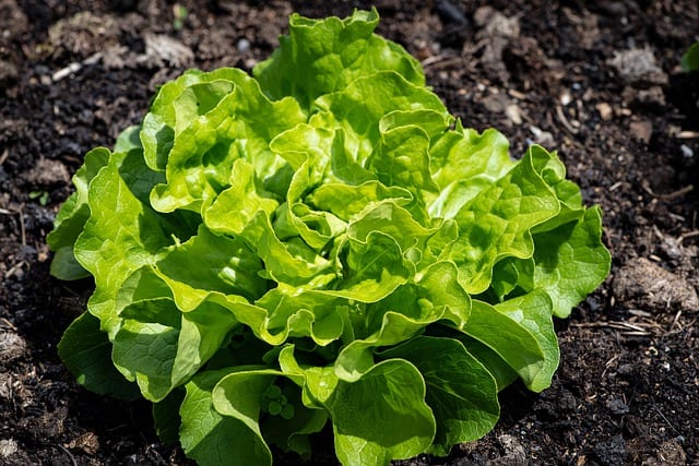 Does Lettuce Need Full Sun? - Gardening Channel