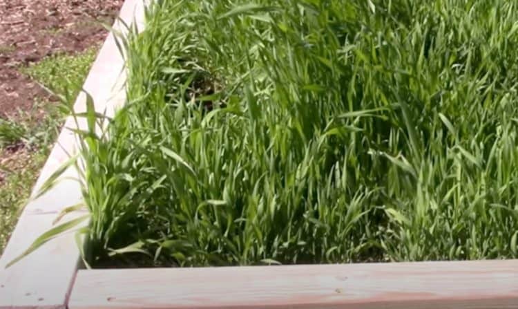 Growing Winter Rye as a Garden Cover Crop - Gardening Channel